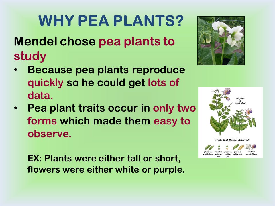 Why Did Mendel Study Pea Plants?